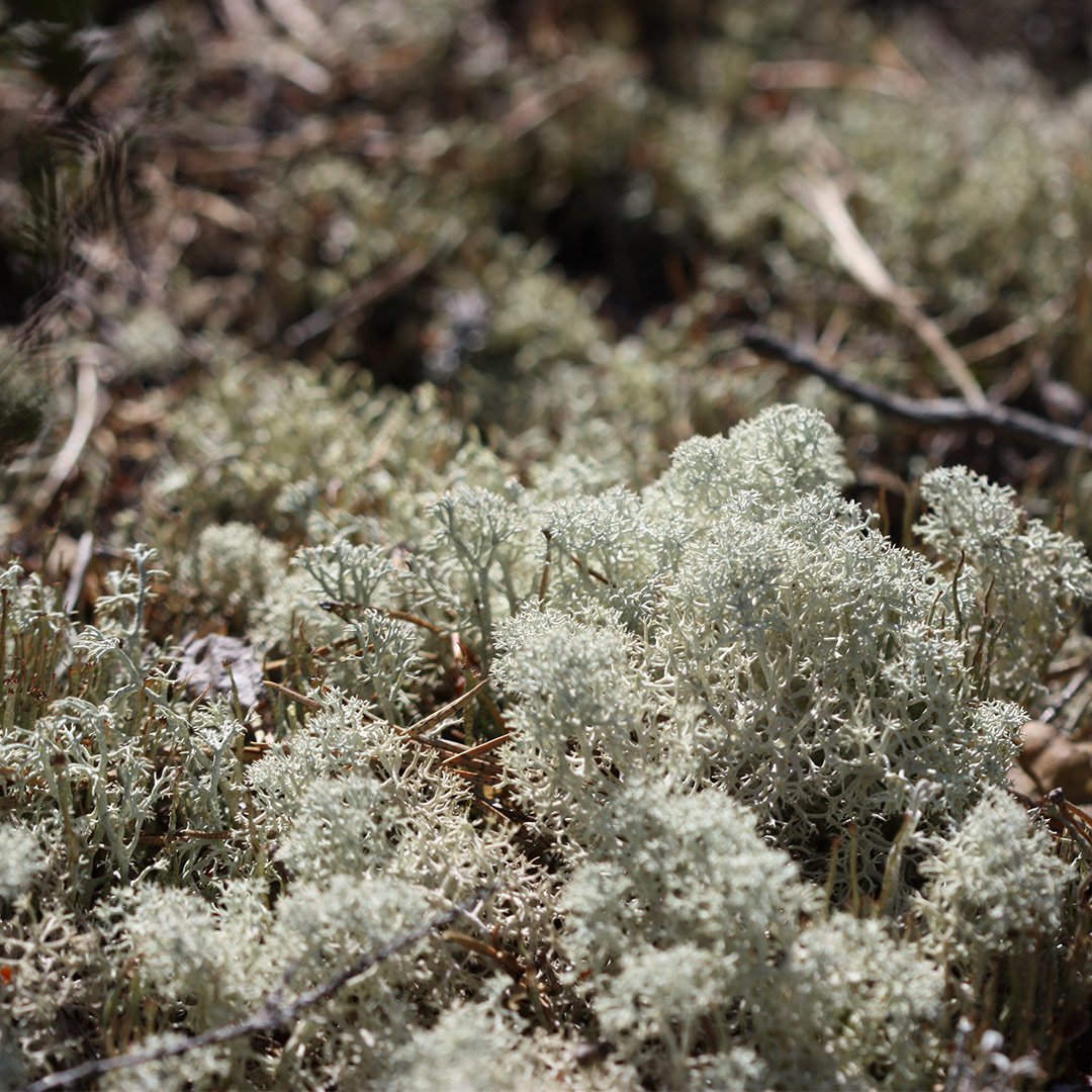 The Ashen Collection from A.S.Helsingö