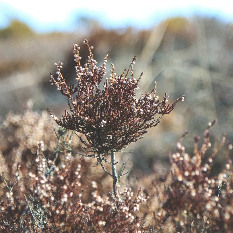 The Ashen Collection from A.S.Helsingö